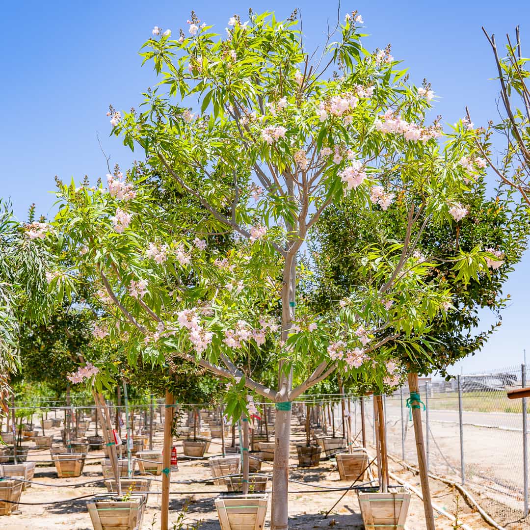 Chitalpa | Flowering Trees | Moon Valley Nurseries