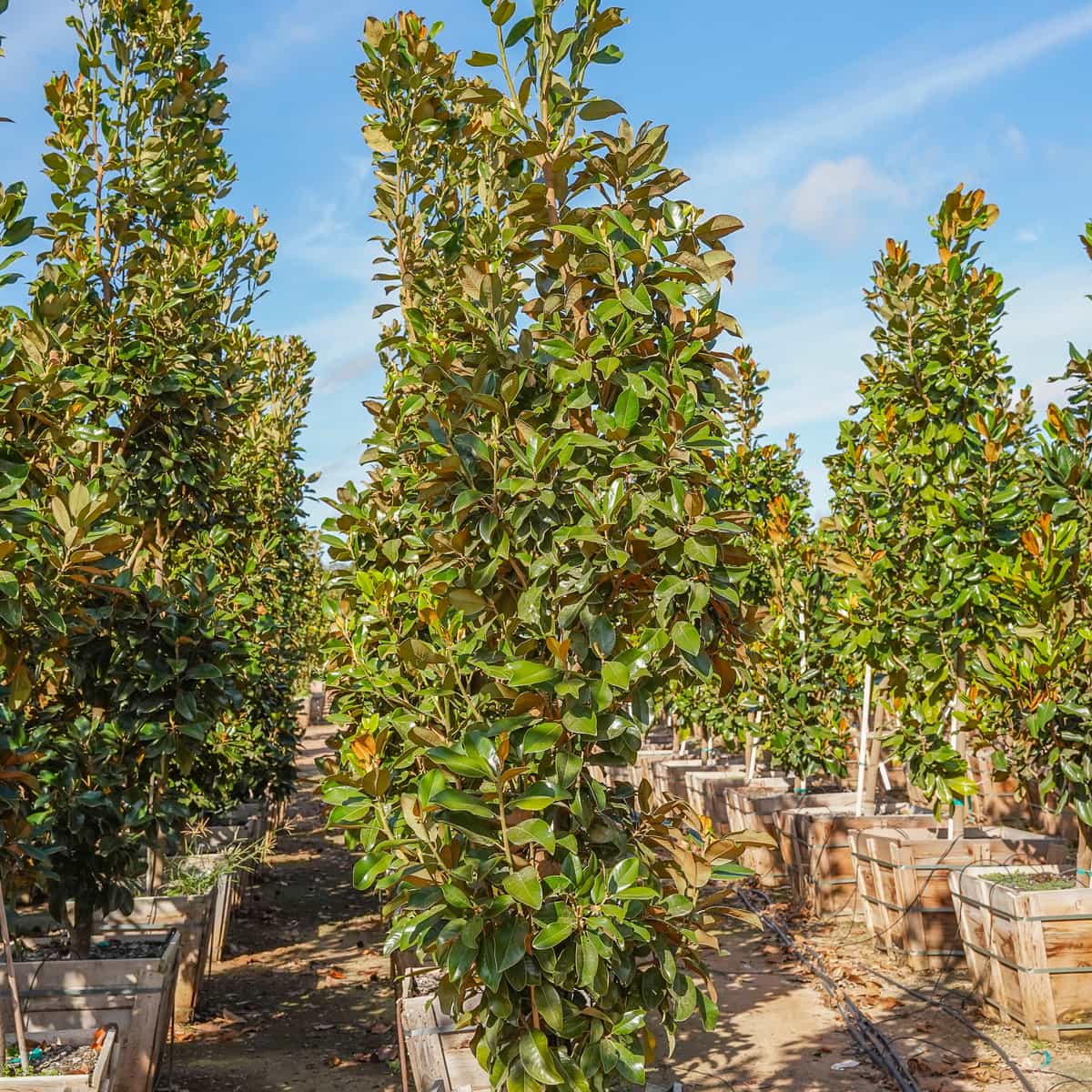 Claudia Wannamaker Magnolia | Evergreen Trees | Moon Valley Nurseries