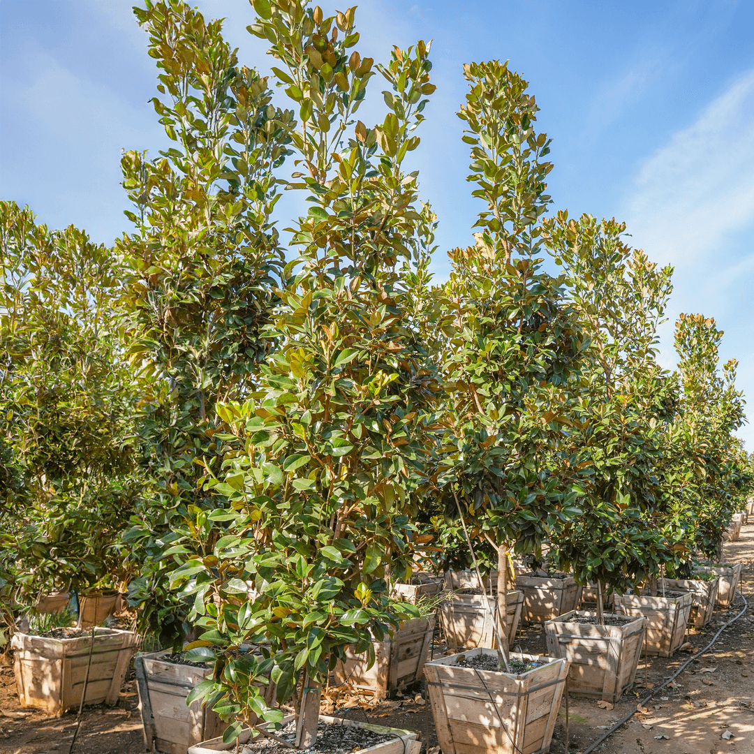 Claudia Wannamaker Magnolia | Evergreen Trees | Moon Valley Nurseries