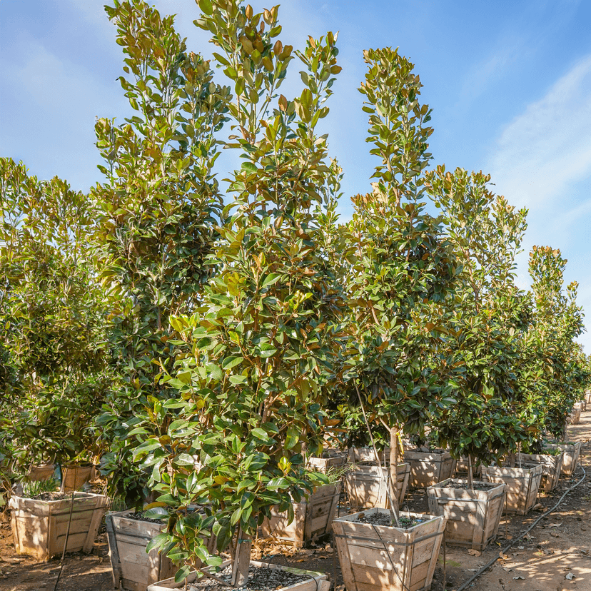 Claudia Wannamaker Magnolia | Evergreen Trees | Moon Valley Nurseries