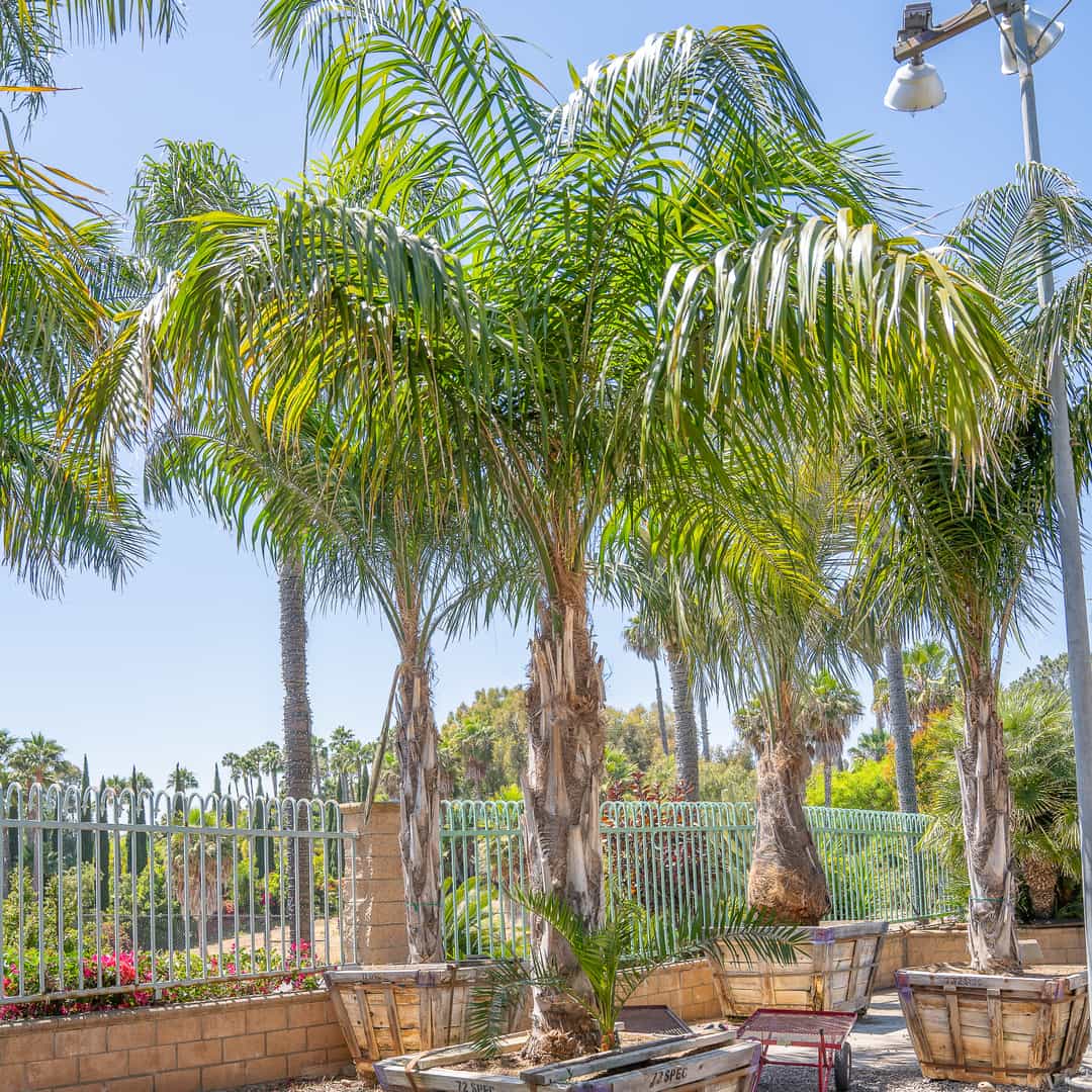 Coconut Queen Palm | Palm Tree | Moon Valley Nurseries
