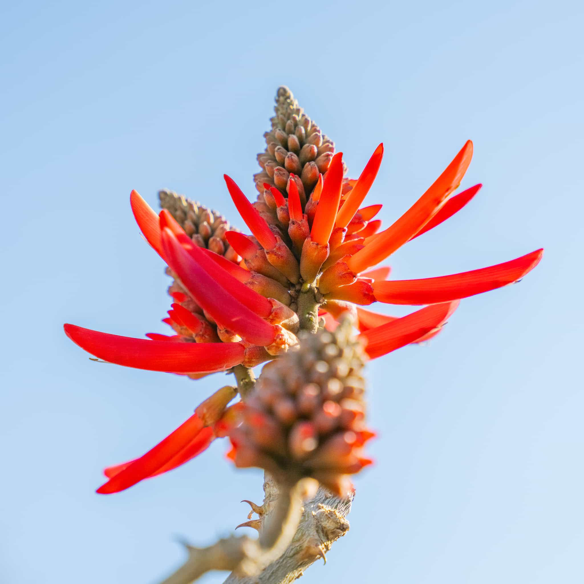 Coral Tree | Flowering Trees | Moon Valley Nurseries