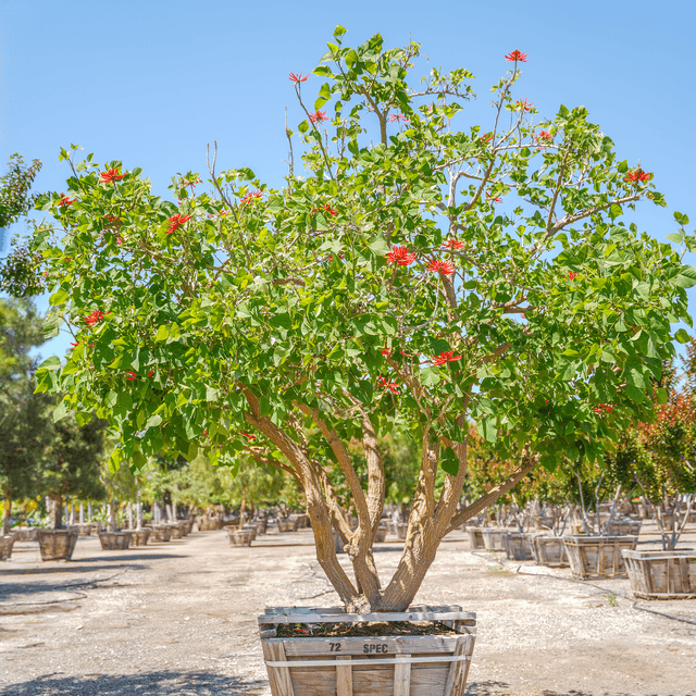 Coral Tree | Flowering Trees | Moon Valley Nurseries