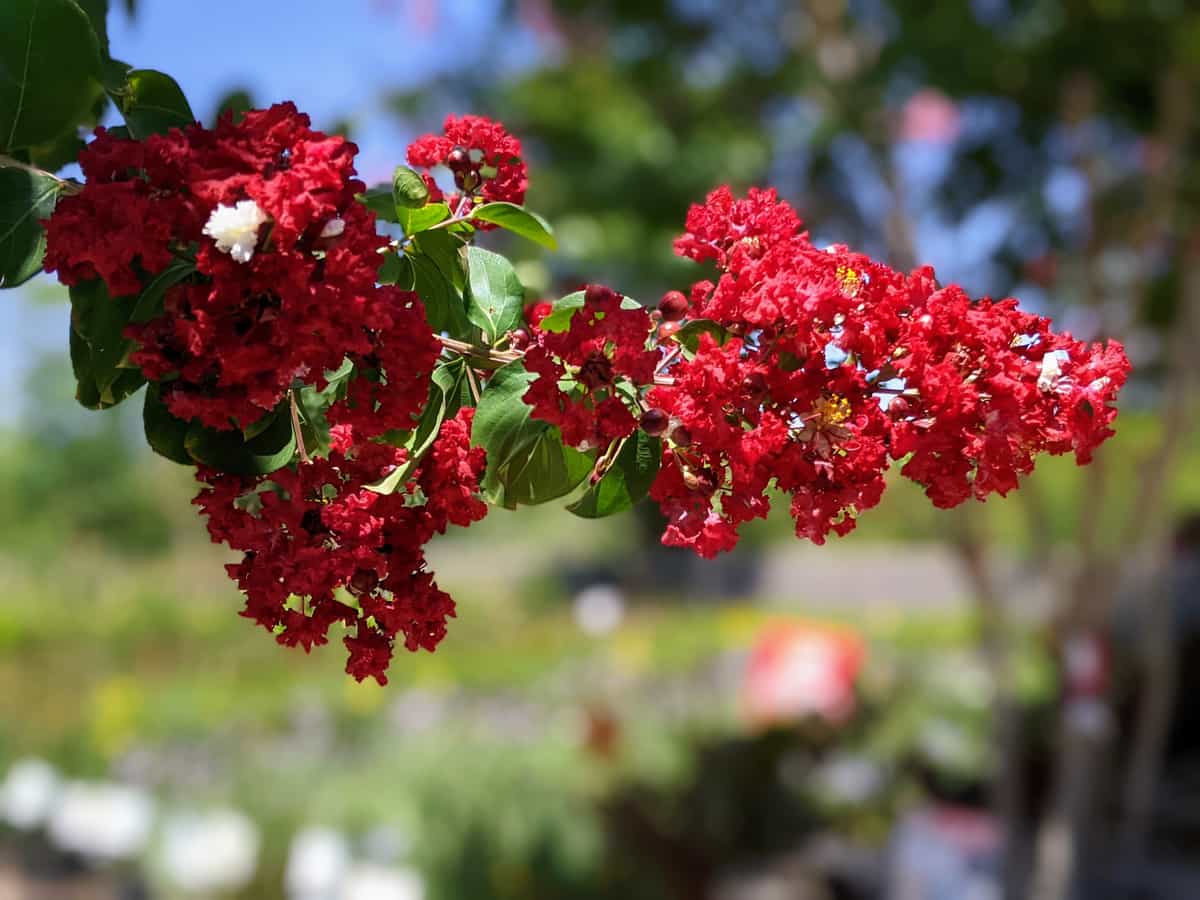 Shop Dynamite Crape Myrtle Trees at Moon Valley Nurseries