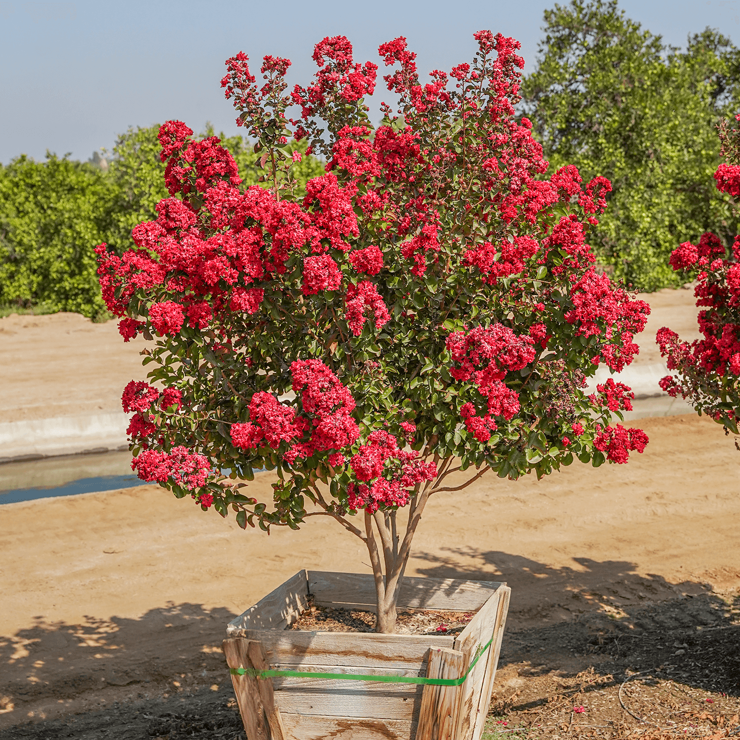 Shop Crape Myrtle Hedges at Moon Valley Nurseries