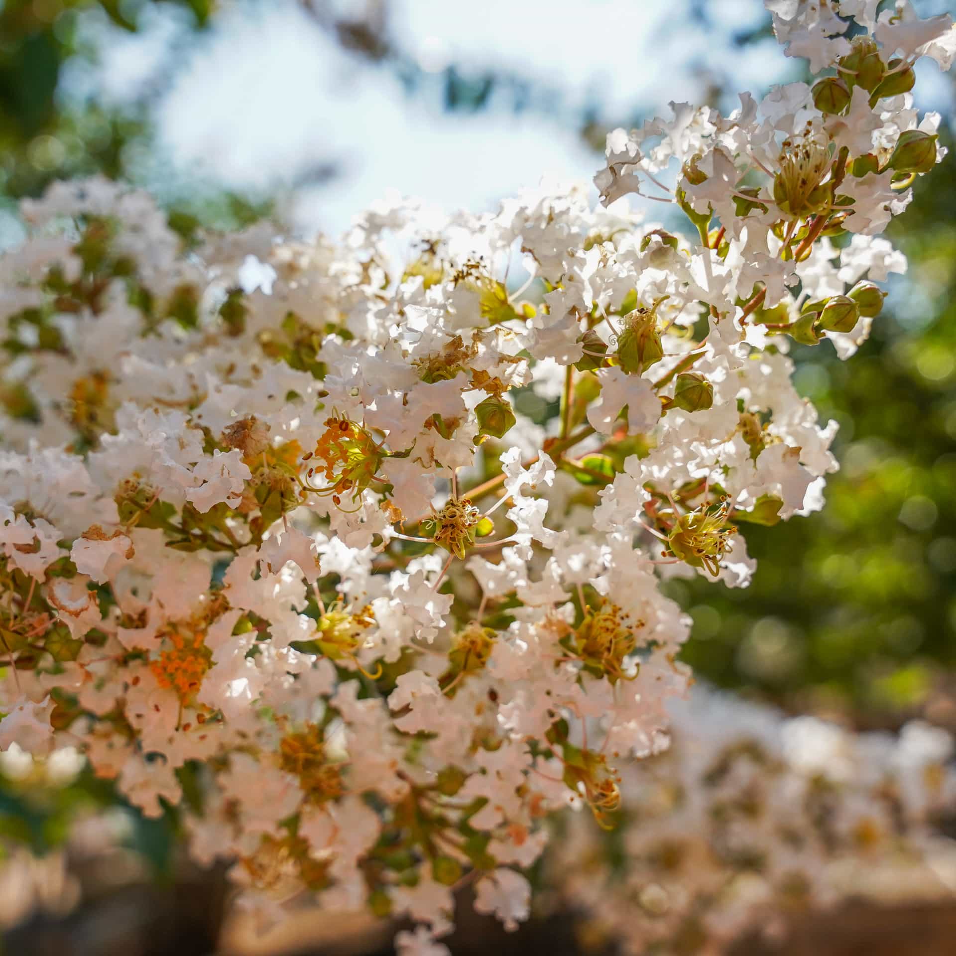 Natchez Crape Myrtle | Flowering Trees | Moon Valley Nurseries