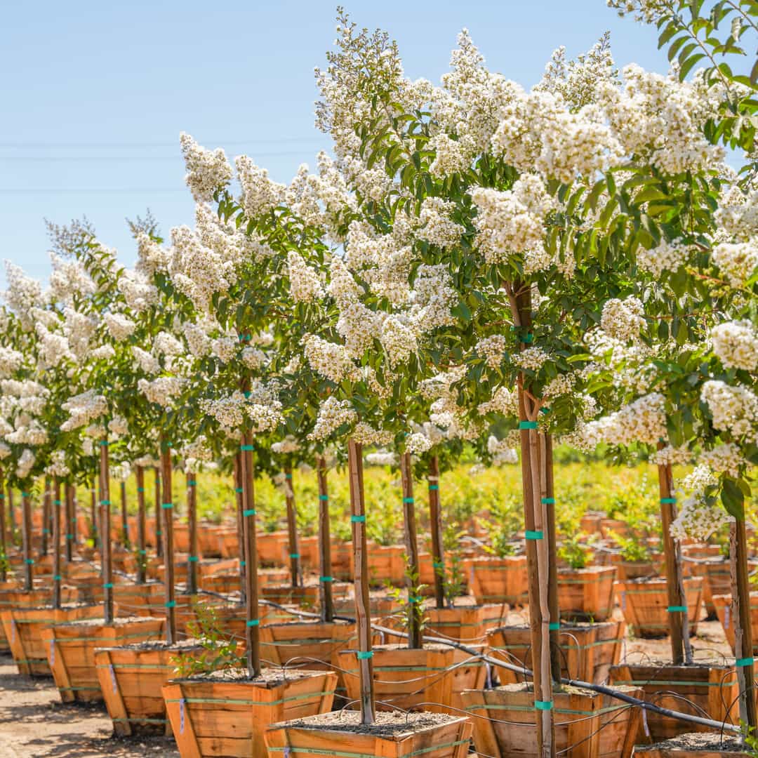 Shop Crape Myrtle Hedges at Moon Valley Nurseries