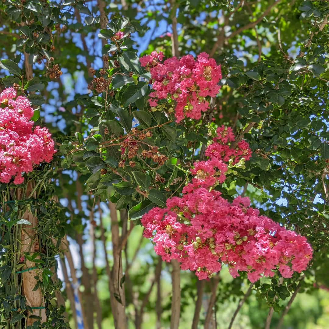 Tuscarora Crape Myrtle | Flowering Trees | Moon Valley Nurseries