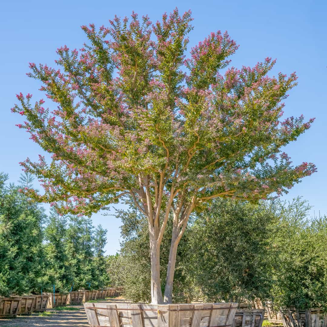 Shop Crape Myrtle Hedges at Moon Valley Nurseries