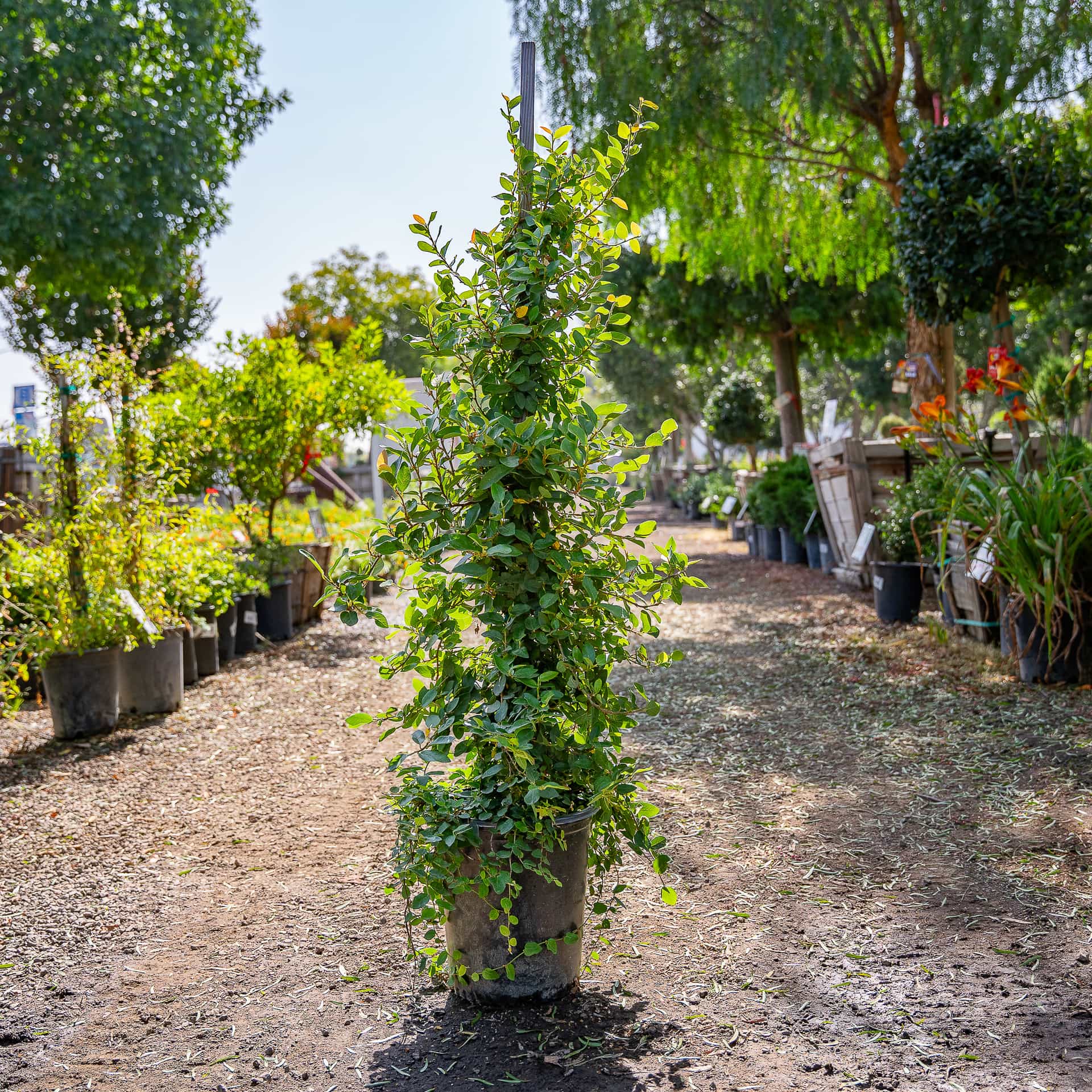 Creeping Fig | Vines | Moon Valley Nurseries