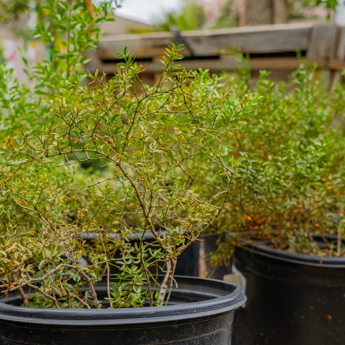 Creosote Bush | Shrubs | Moon Valley Nurseries