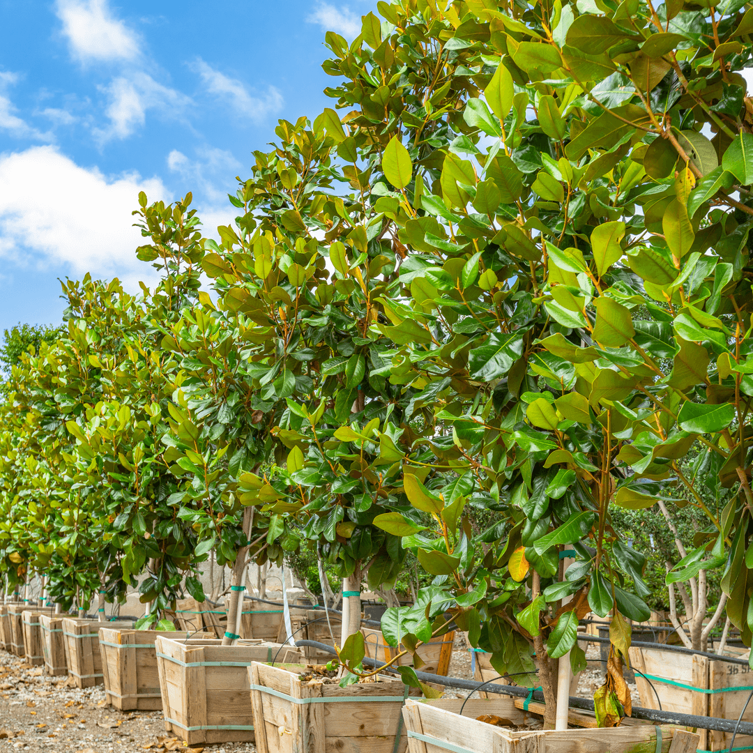 Moon Glow Magnolia | Flowering Trees | Moon Valley Nurseries