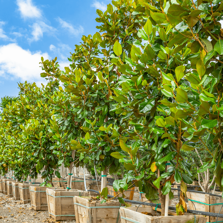Moon Glow Magnolia | Flowering Trees | Moon Valley Nurseries