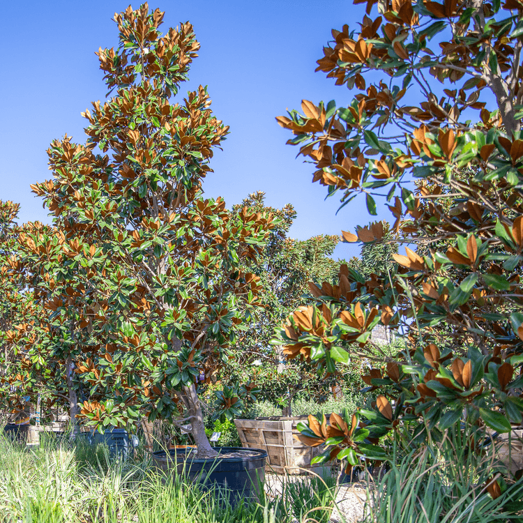 Magnolia Tree | Magnolia DD Blanchard | Moon Valley Nurseries