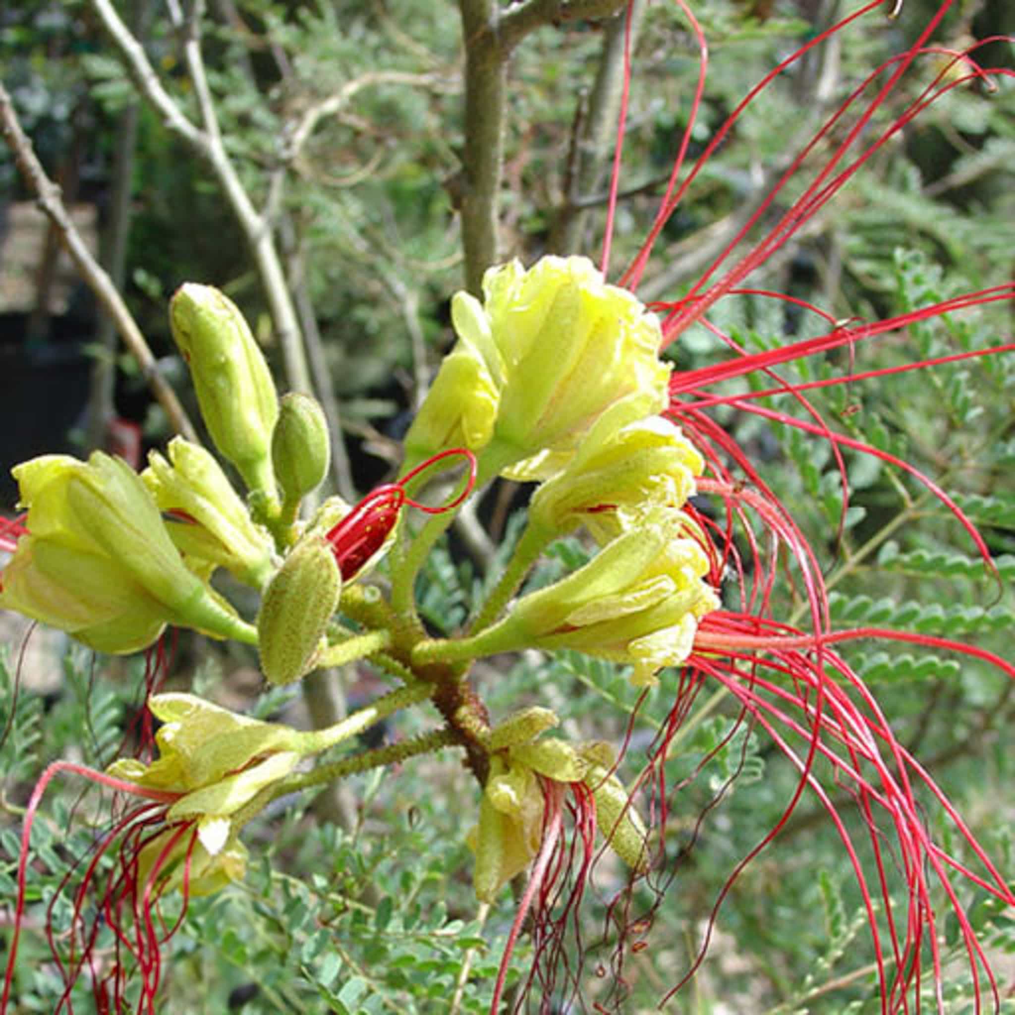 Cascalote | Moon Valley Nurseries