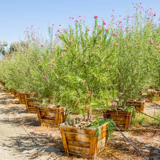 Desert Willow | Flowering Trees | Moon Valley Nurseries