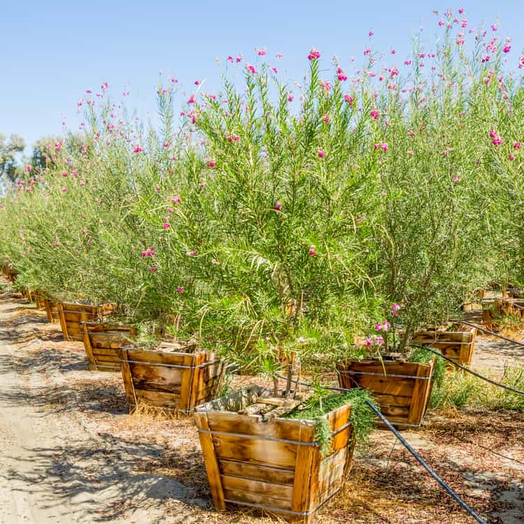 Desert Willow | Flowering Trees | Moon Valley Nurseries