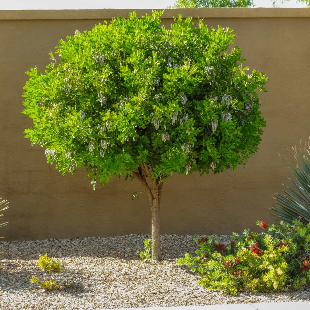 Shop Texas Mountain Laurel Trees at Moon Valley Nurseries