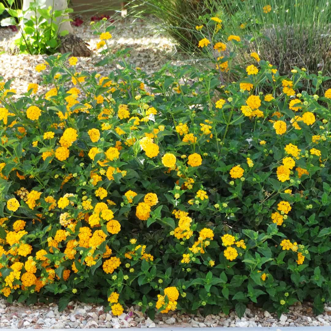 Lantana Radiation | Shrubs | Moon Valley Nurseries