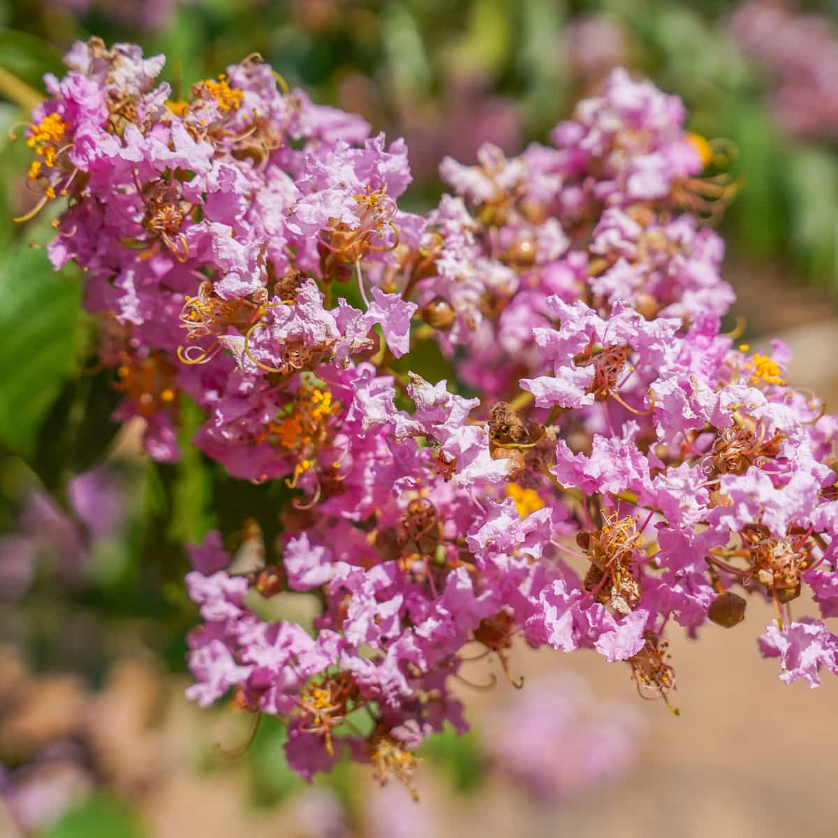 Miami Crape Myrtle | Flowering Trees | Moon Valley Nurseries