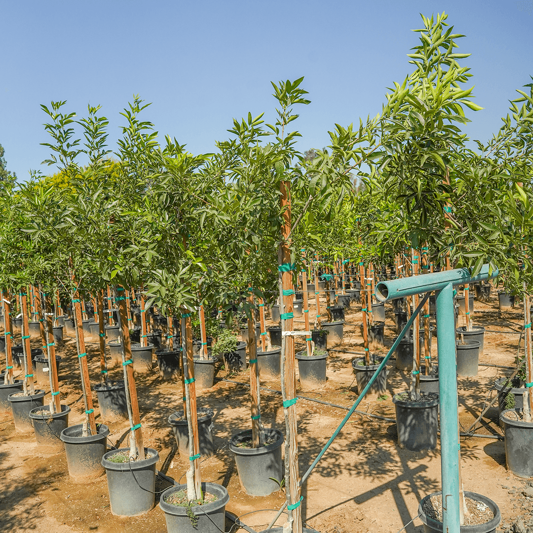 Fan Tex Ash | Fast Growers | Moon Valley Nurseries