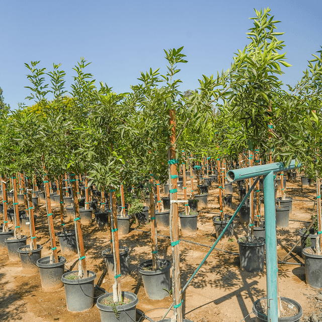 Fan Tex Ash | Fast Growers | Moon Valley Nurseries