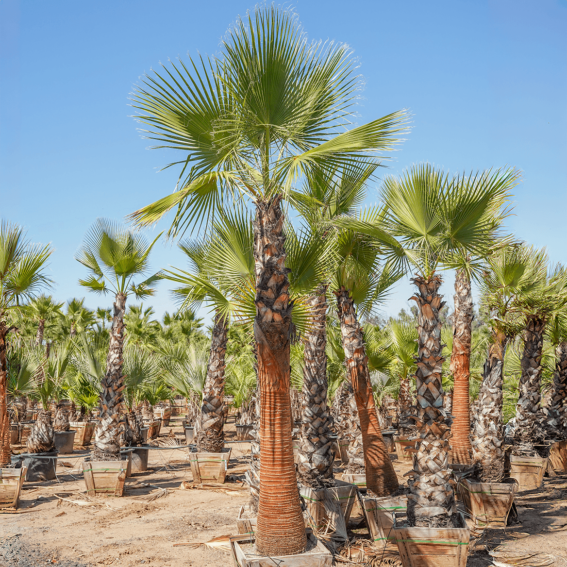 Shop Mediterranean Fan Palm Tree At Moon Valley Nurseries