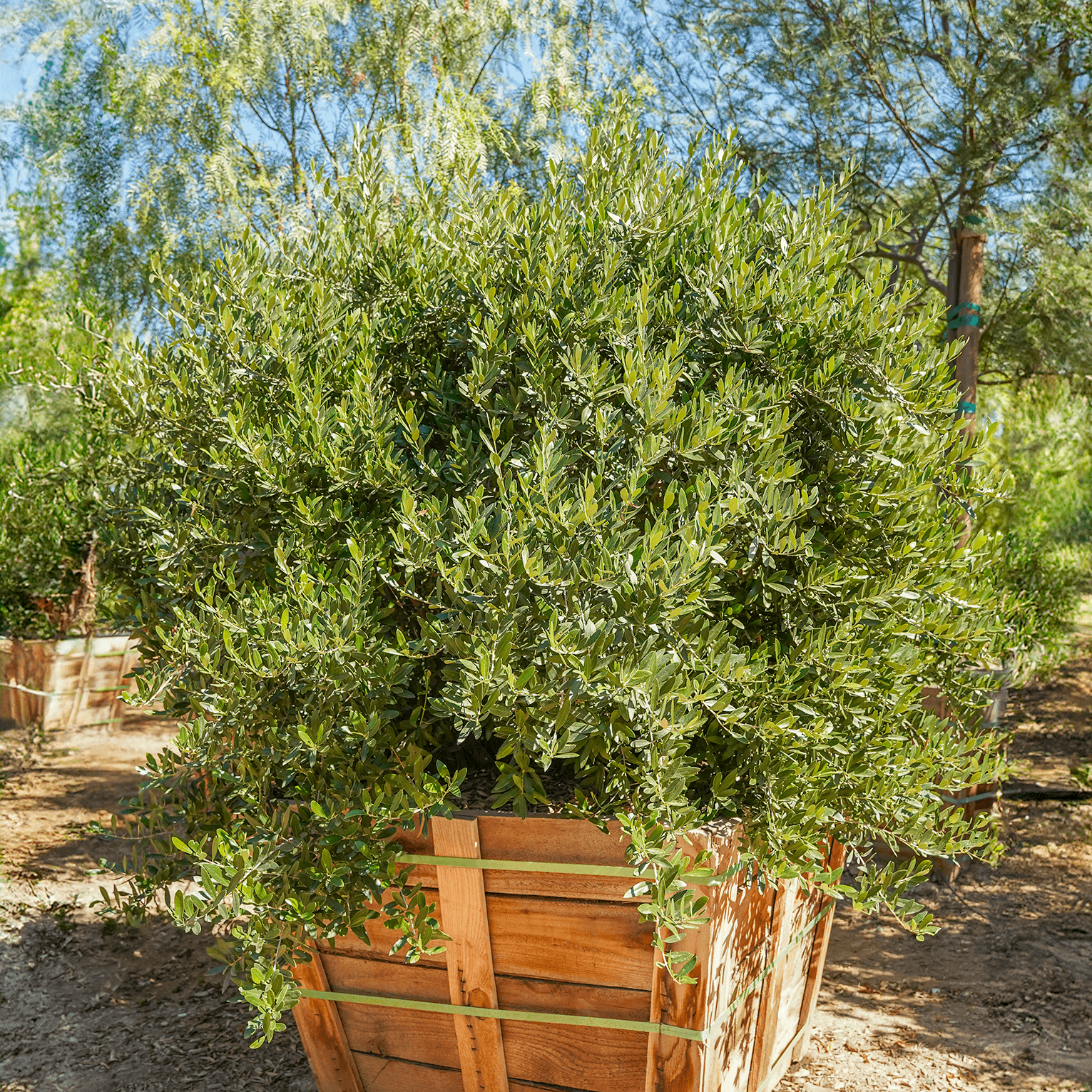 Fruitless Olive | Olive Tree | Moon Valley Nurseries