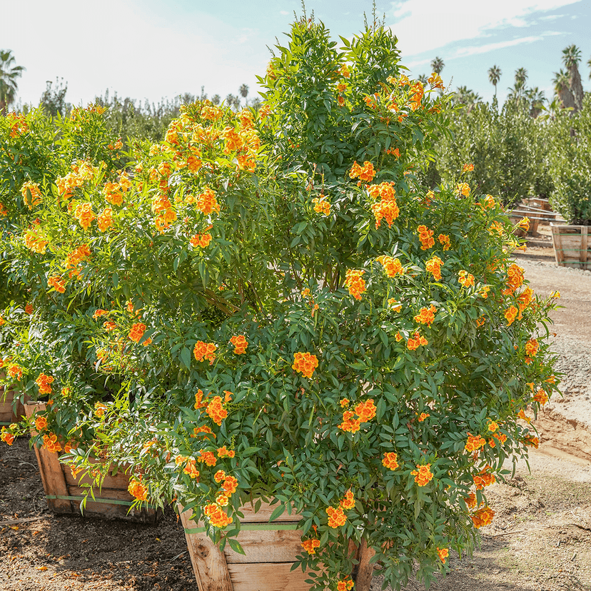 Yellow Bells | Shrubs | Moon Valley Nurseries