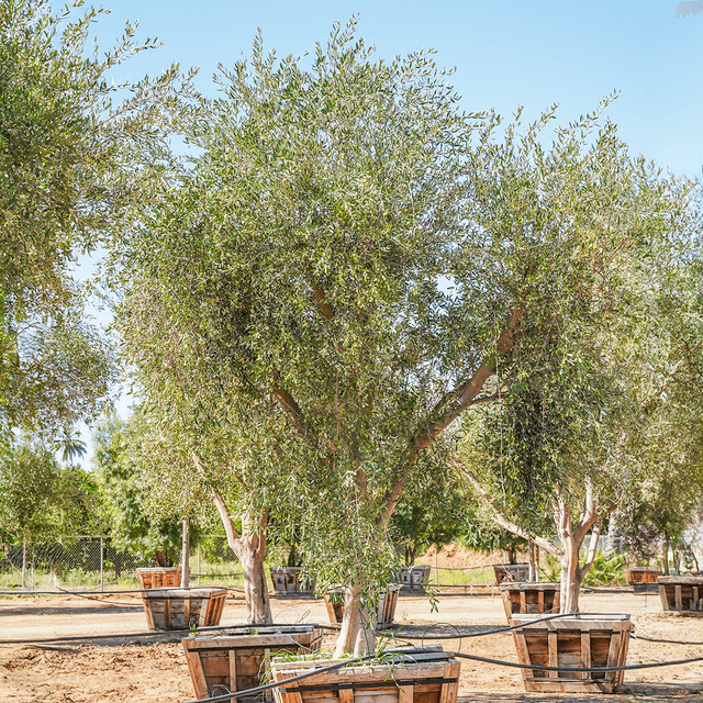 Frantoio Olive | Shade Trees | Moon Valley Nurseries