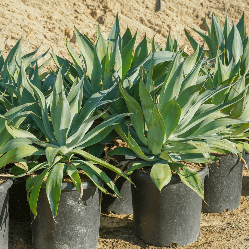 Blue Flame Agave | Succulents | Moon Valley Nursery