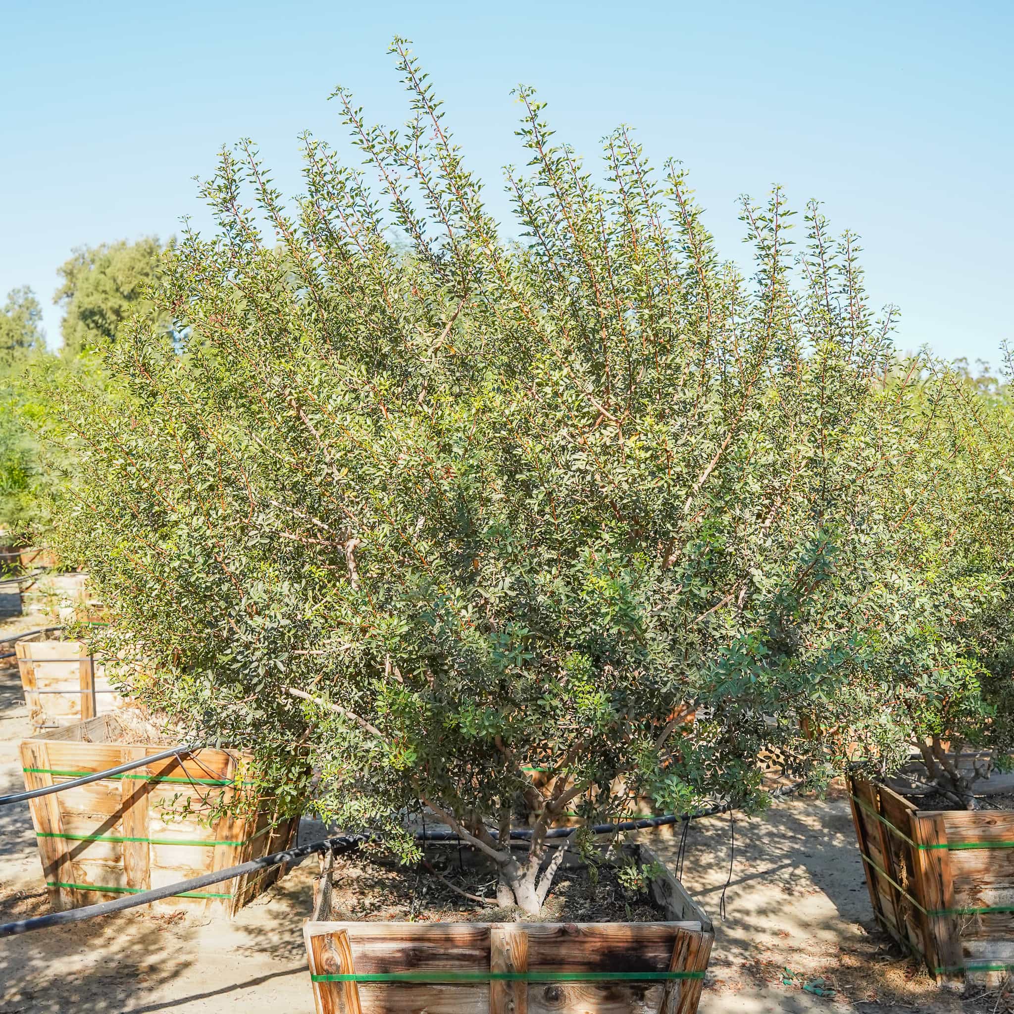 Mastic Tree | Hedge Trees | Moon Valley Nurseries