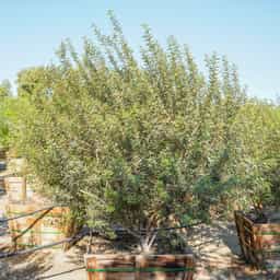 Mastic Tree | Hedge Trees | Moon Valley Nurseries