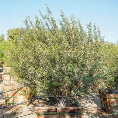 Mastic Tree | Hedge Trees | Moon Valley Nurseries