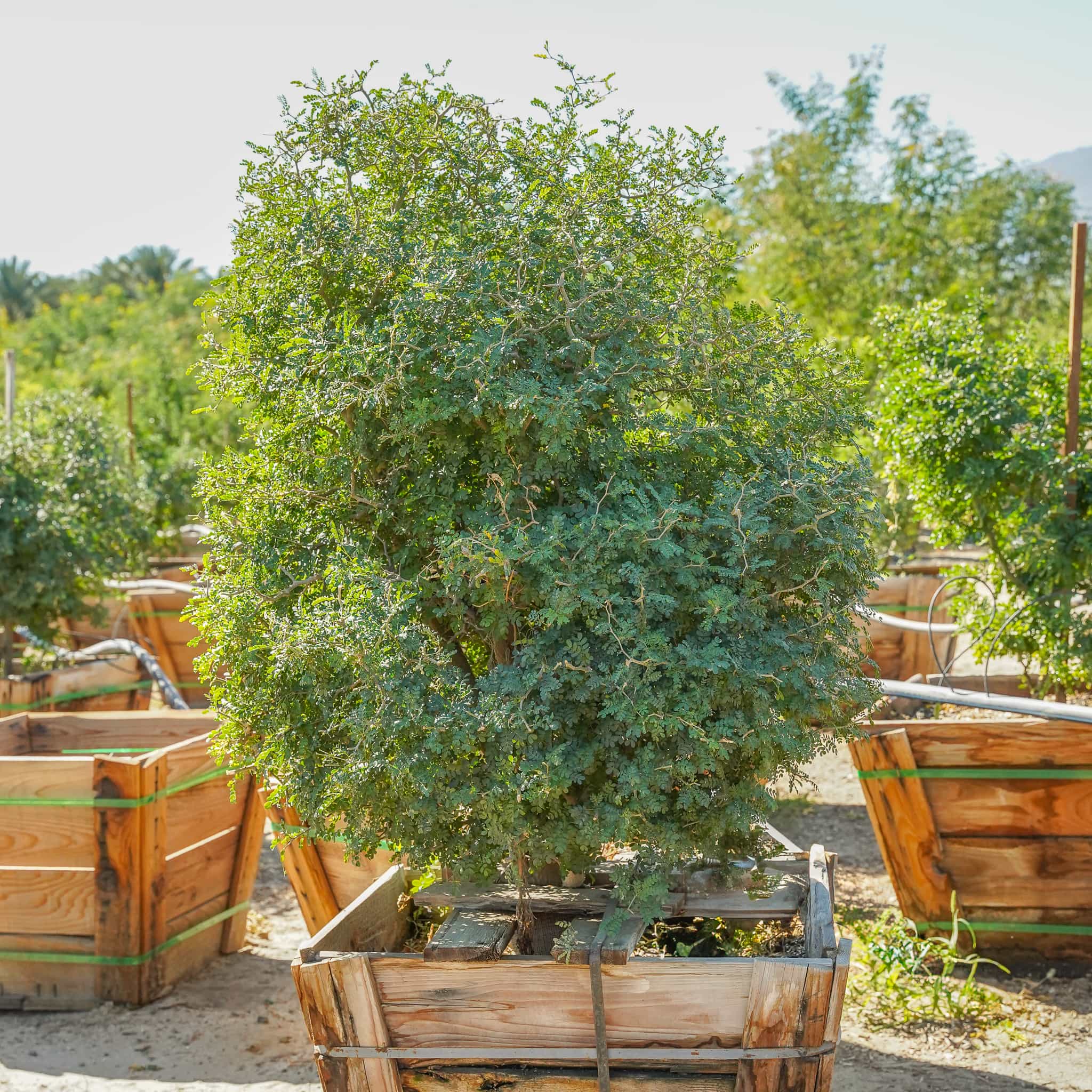 Texas Ebony | Desert Trees | Moon Valley Nurseries