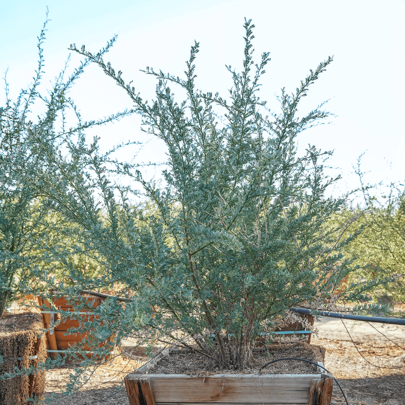 Ironwood | Desert Trees | Moon Valley Nurseries