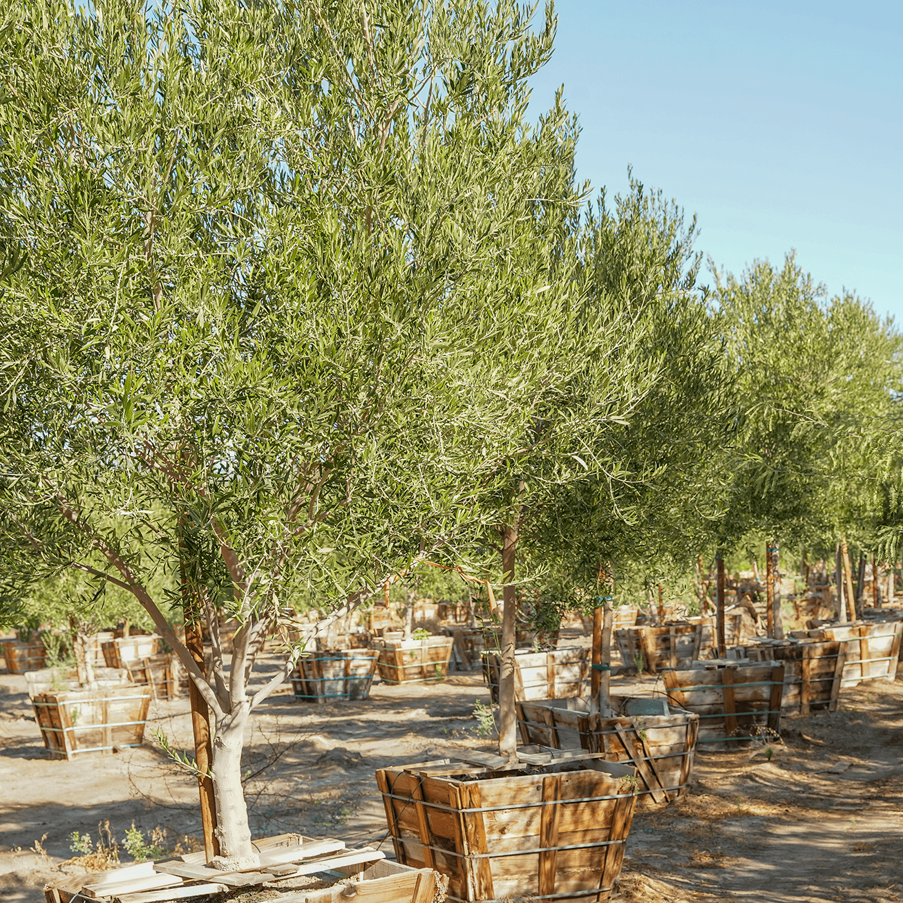 Fruitless Olive | Olive Tree | Moon Valley Nurseries