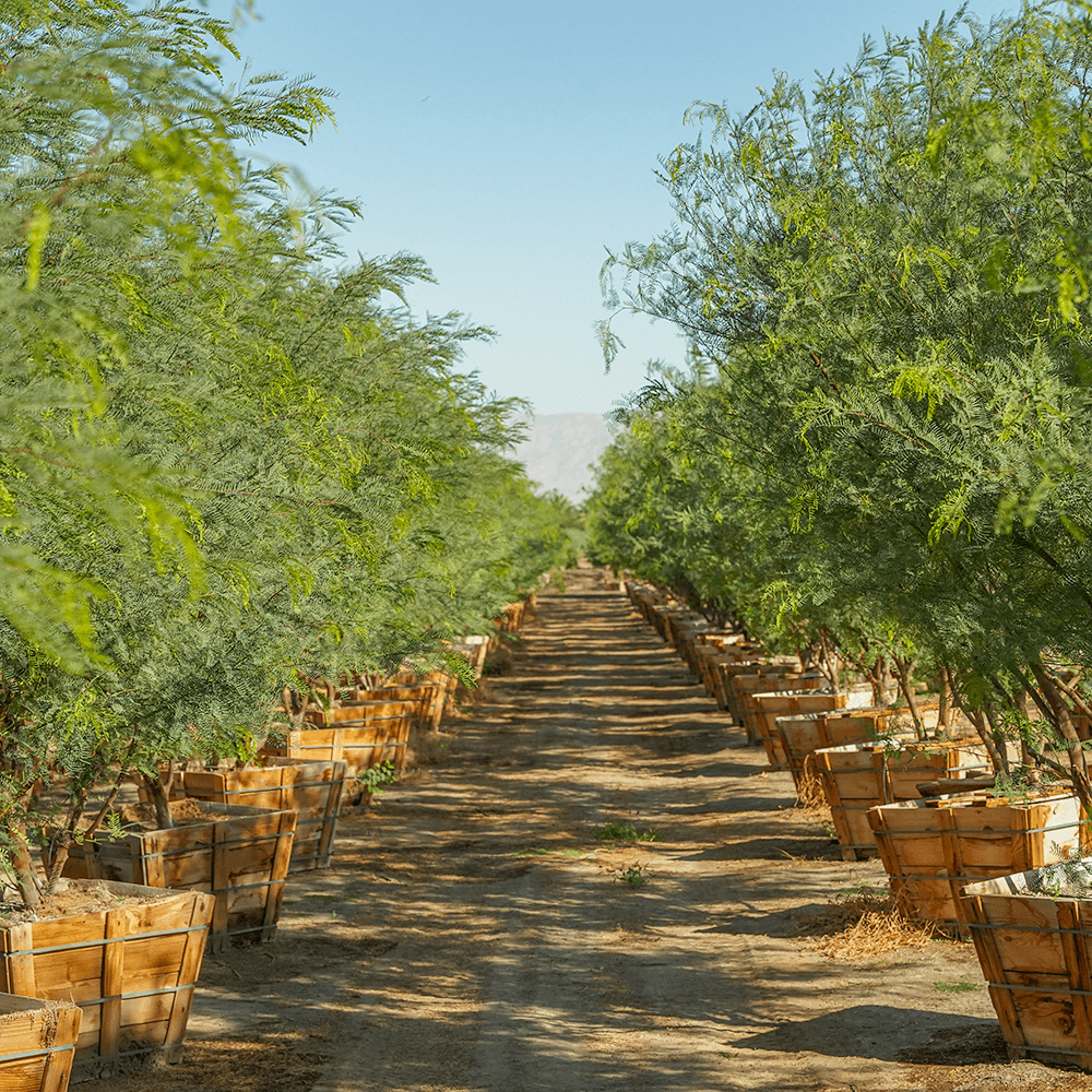 Chilean Mesquite | Desert Trees | Moon Valley Nurseries