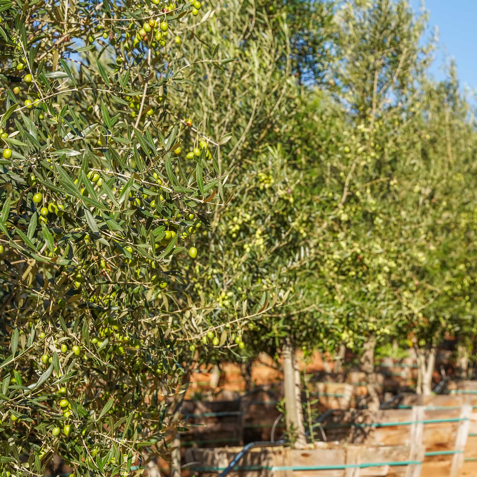 Mission Olive | Olive Trees | Moon Valley Nurseries