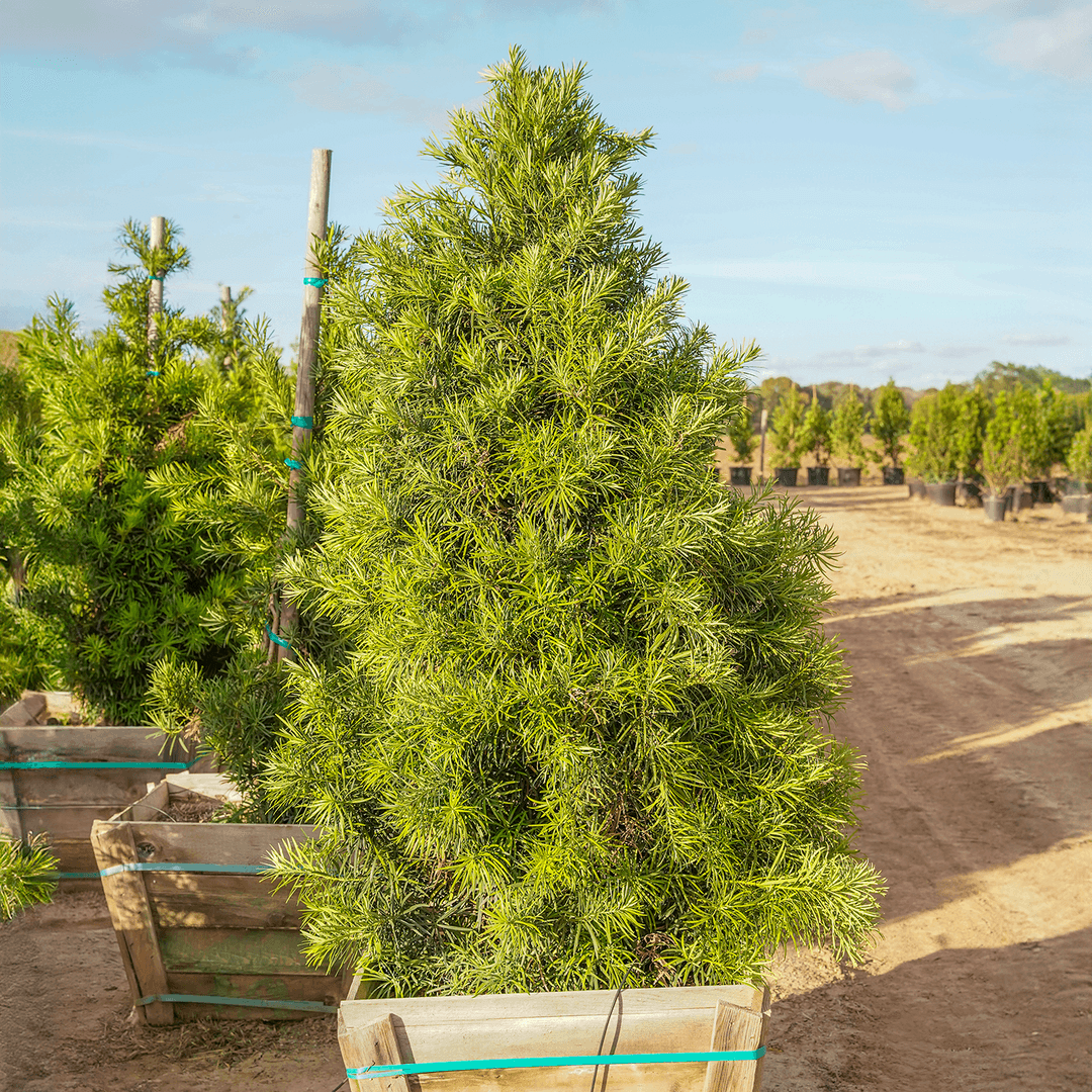 Podocarpus | Evergreen Tree | Moon Valley Nurseries