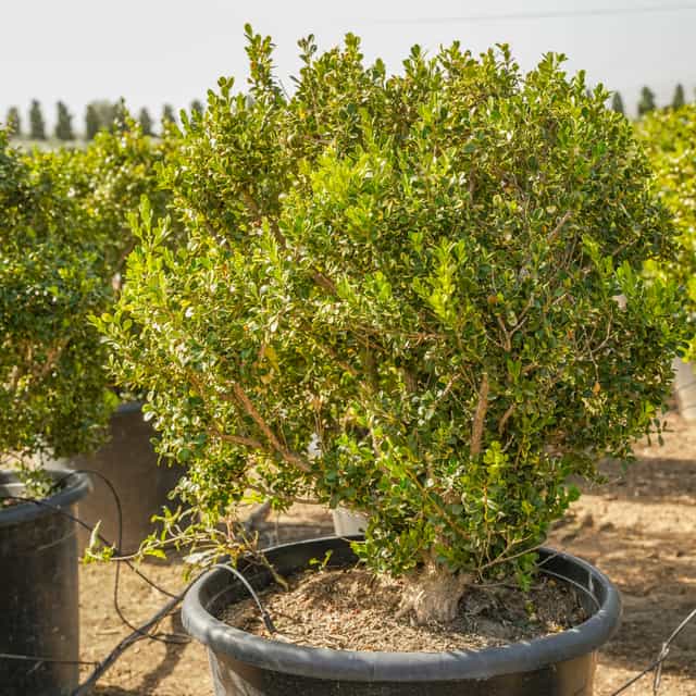 Japanese Boxwood | Hedges | Moon Valley Nurseries