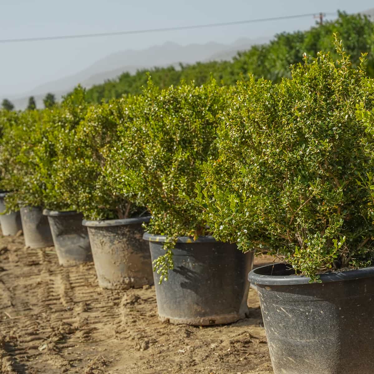 Dwarf Myrtle | Hedges | Moon Valley Nurseries