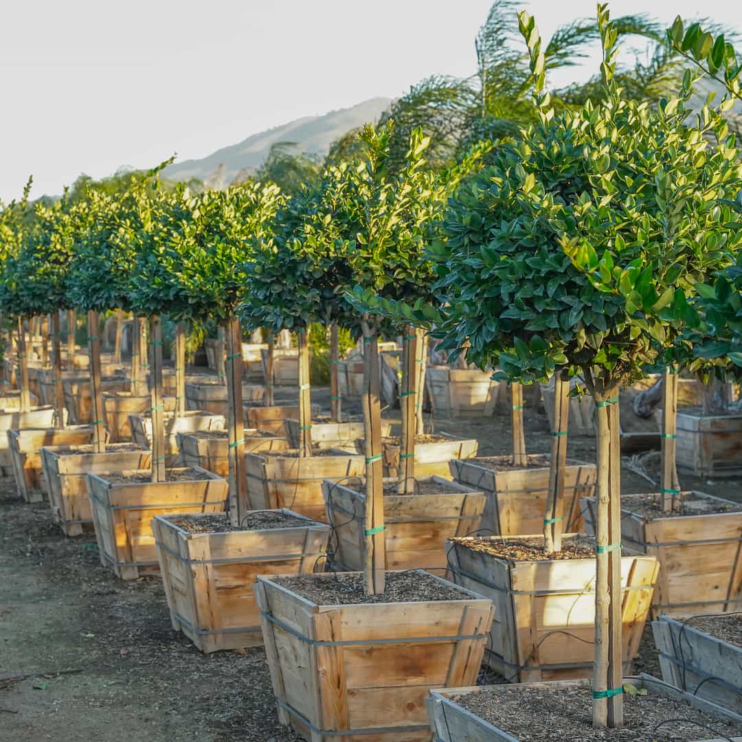 Wax Leaf Privet | Hedge Trees | Moon Valley Nurseries