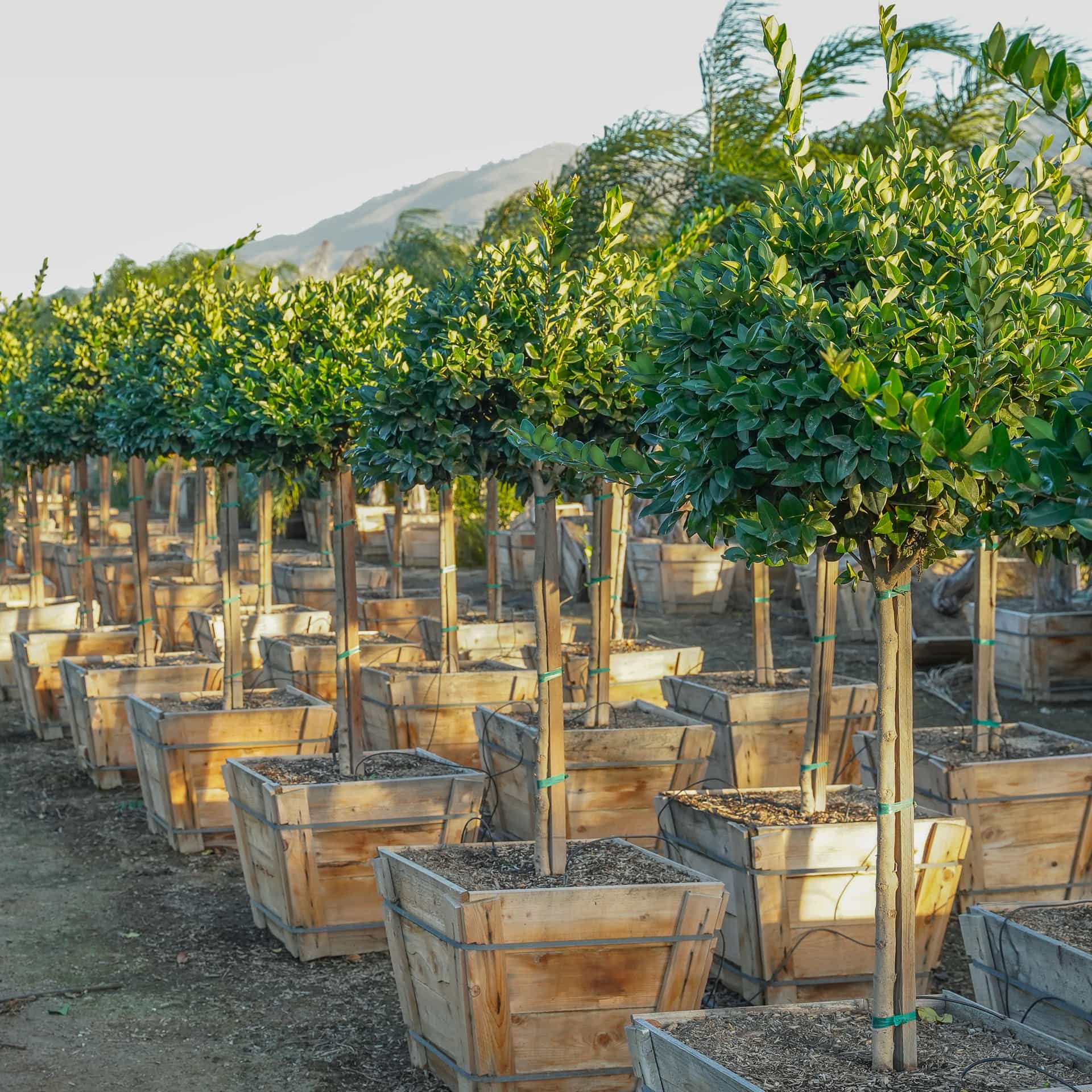 Wax Leaf Privet | Hedge Trees | Moon Valley Nurseries