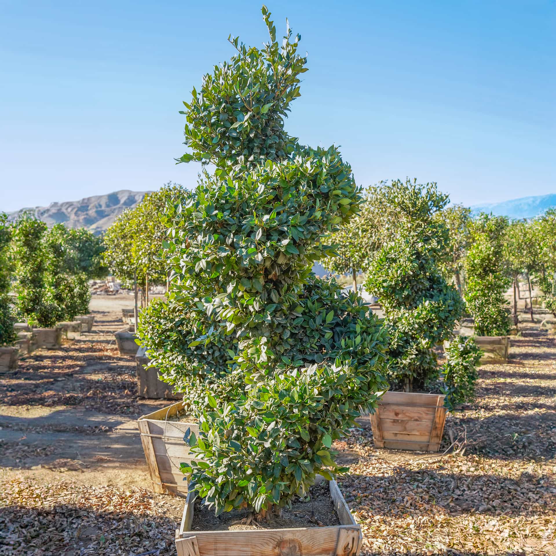 Wax Leaf Privet | Hedge Trees | Moon Valley Nurseries