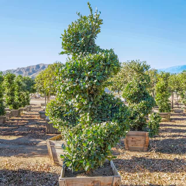 Wax Leaf Privet | Hedge Trees | Moon Valley Nurseries