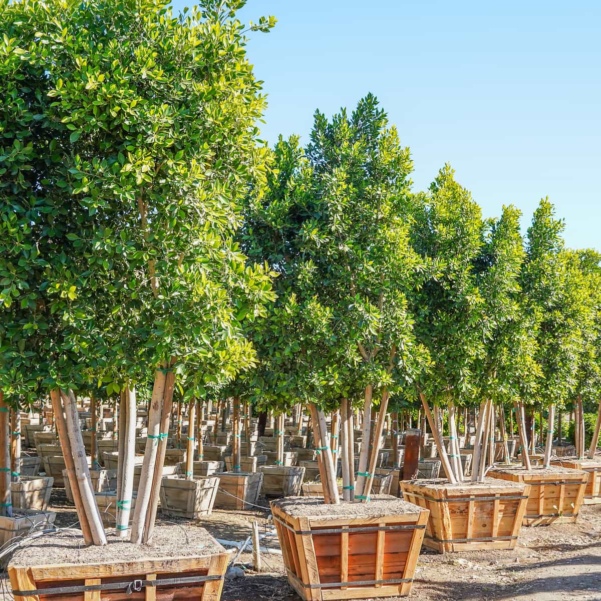 Multi Trunk Ficus nitida | Evergreen Tree | Moon Valley Nurseries