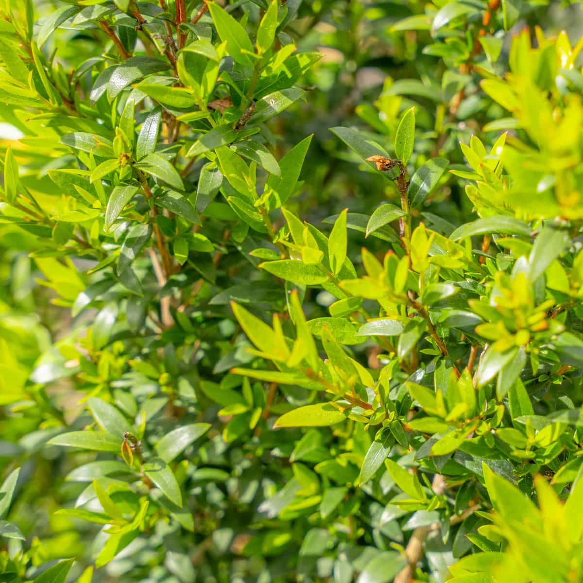 Dwarf Myrtle | Hedges | Moon Valley Nurseries