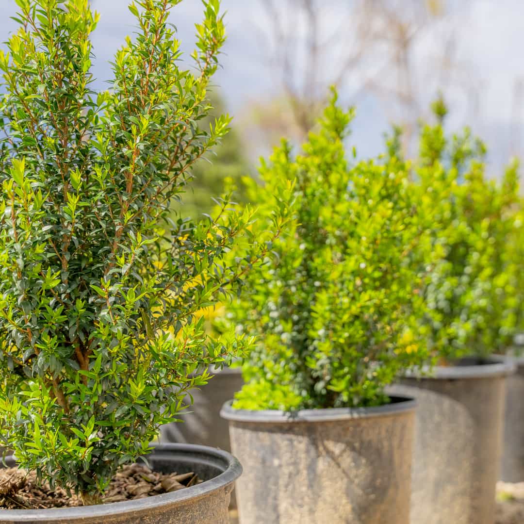 Dwarf Myrtle | Hedges | Moon Valley Nurseries
