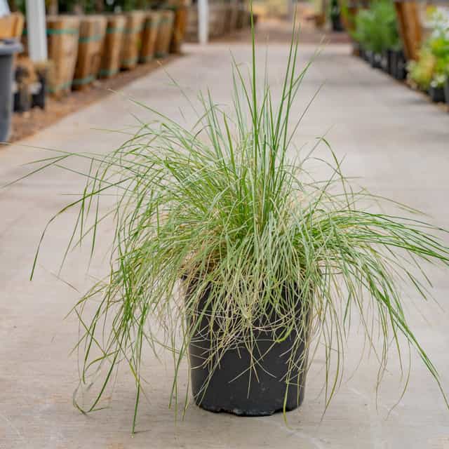 Cape Rush Grass | Shrubs | Moon Valley Nurseries